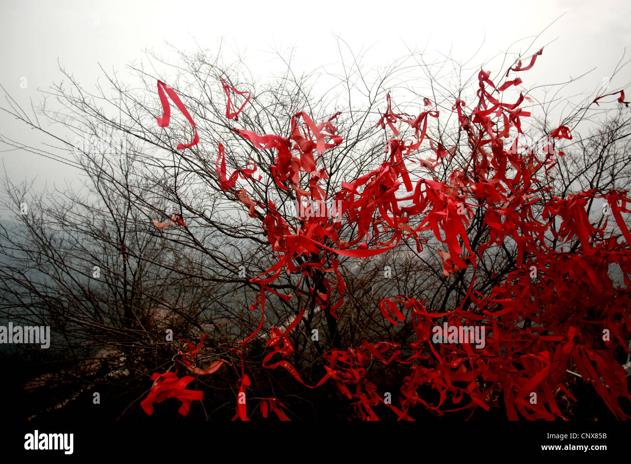 Wishes trees hi-res stock photography and images - Alamy