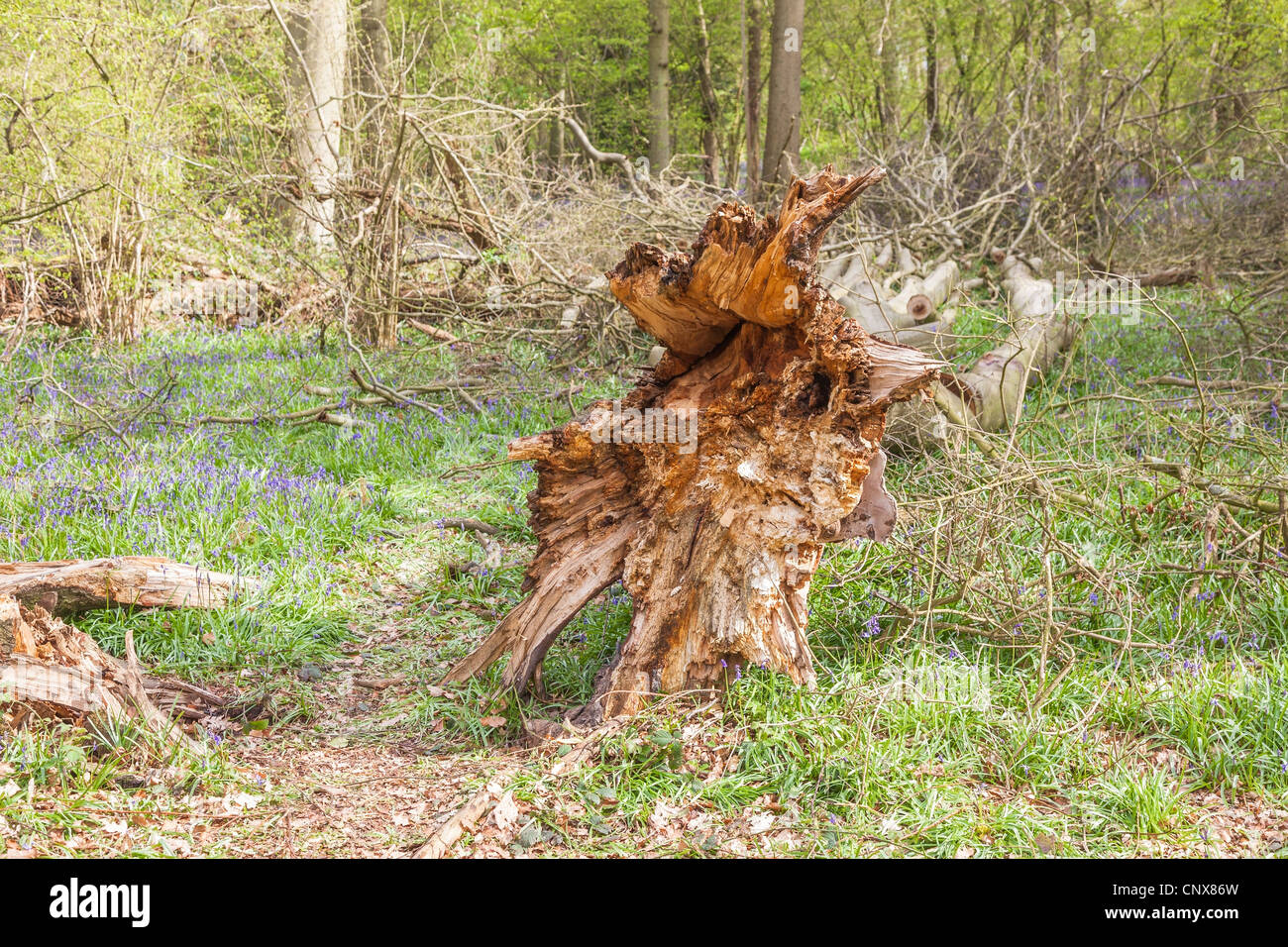 Tree root of fallen tree in woods in Surrey, England, UK Stock Photo ...