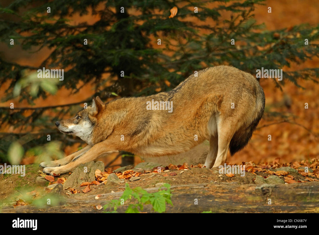 Sleeping wolf hi-res stock photography and images - Alamy
