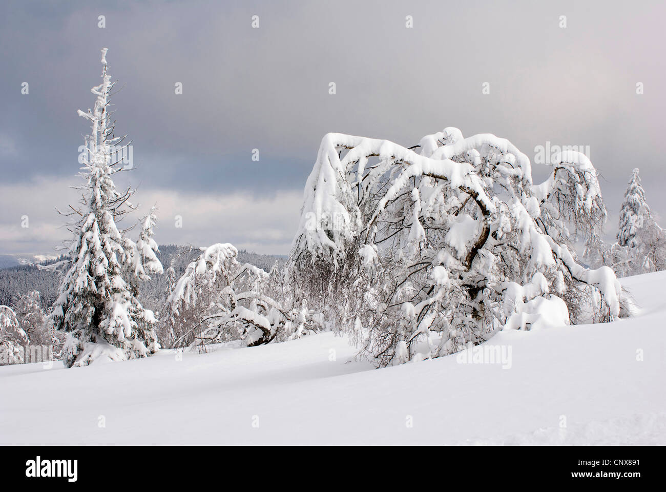 snow-covered winter landscape with groups of trees in a plain, Germany ...