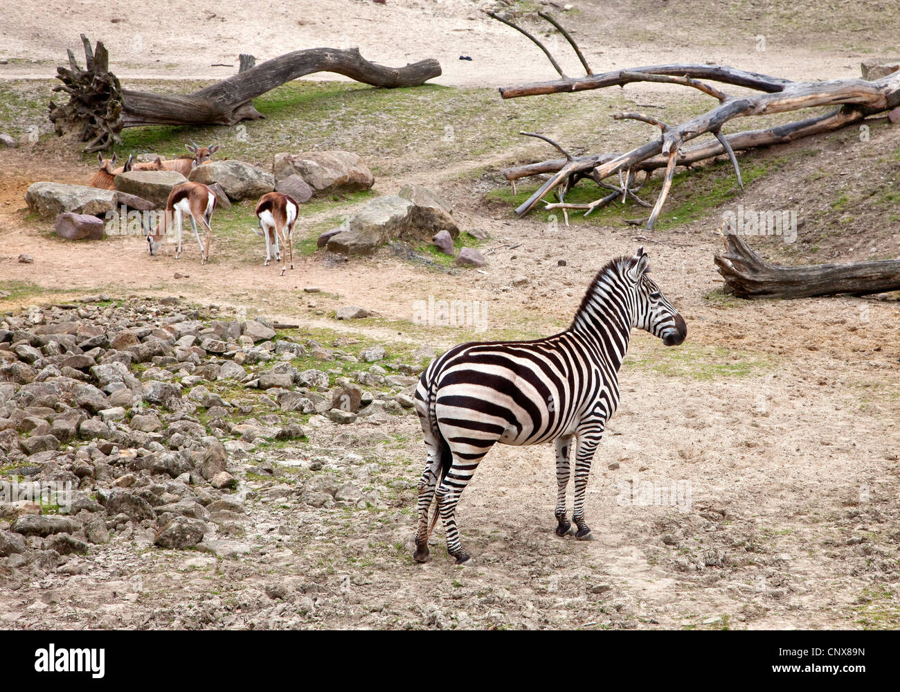 Boehm's zebra, Grant's zebra (Equus quagga boehmi, Equus quagga granti ...