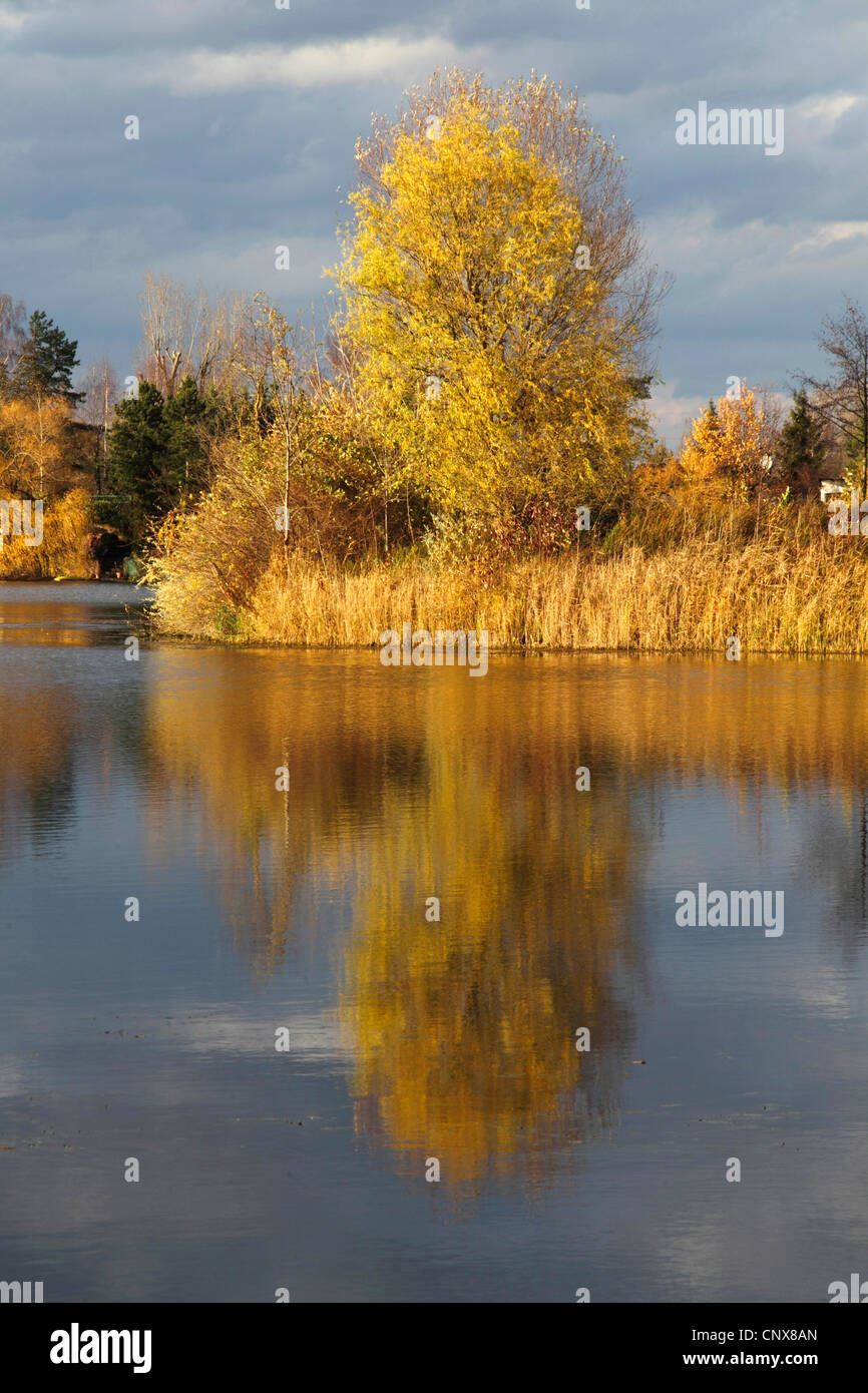 old rhine branch in fall, Germany Stock Photo - Alamy