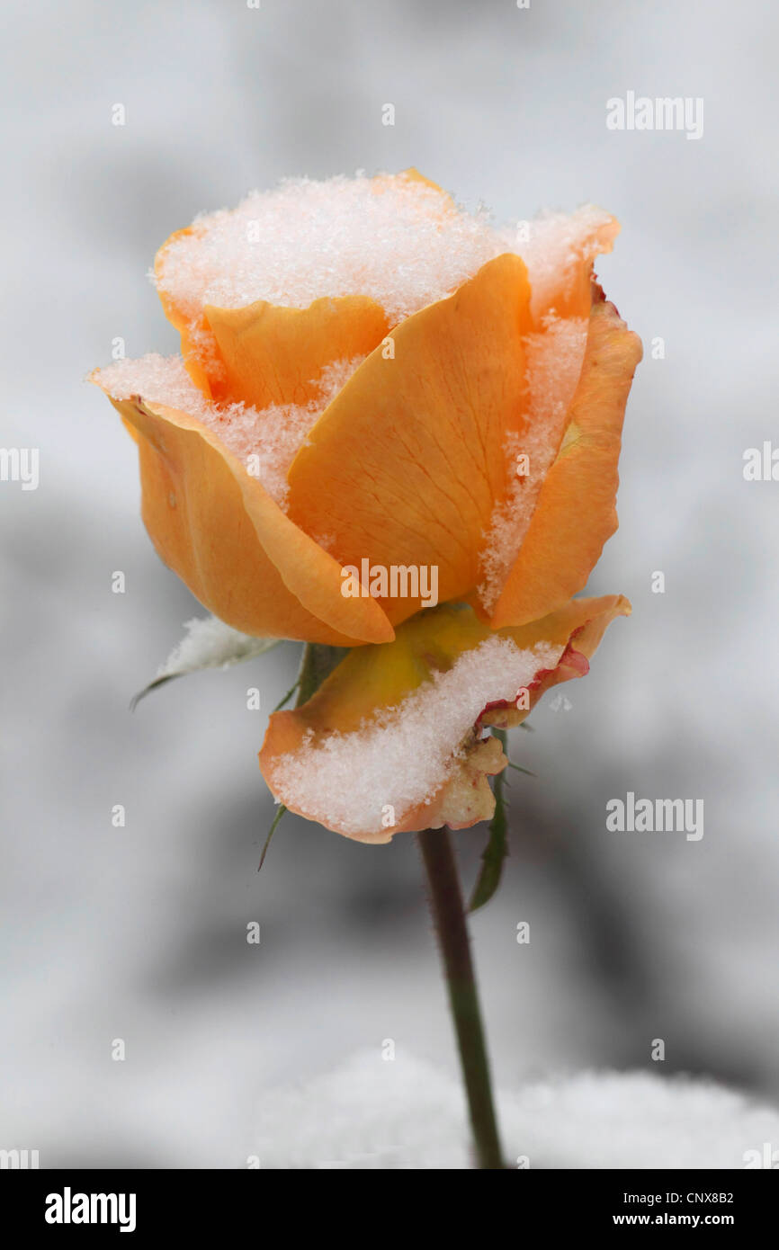yellow Rose with snow Stock Photo - Alamy