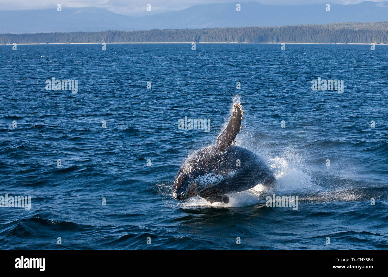 humpback whale (Megaptera novaeangliae), jumping near the coast, USA ...