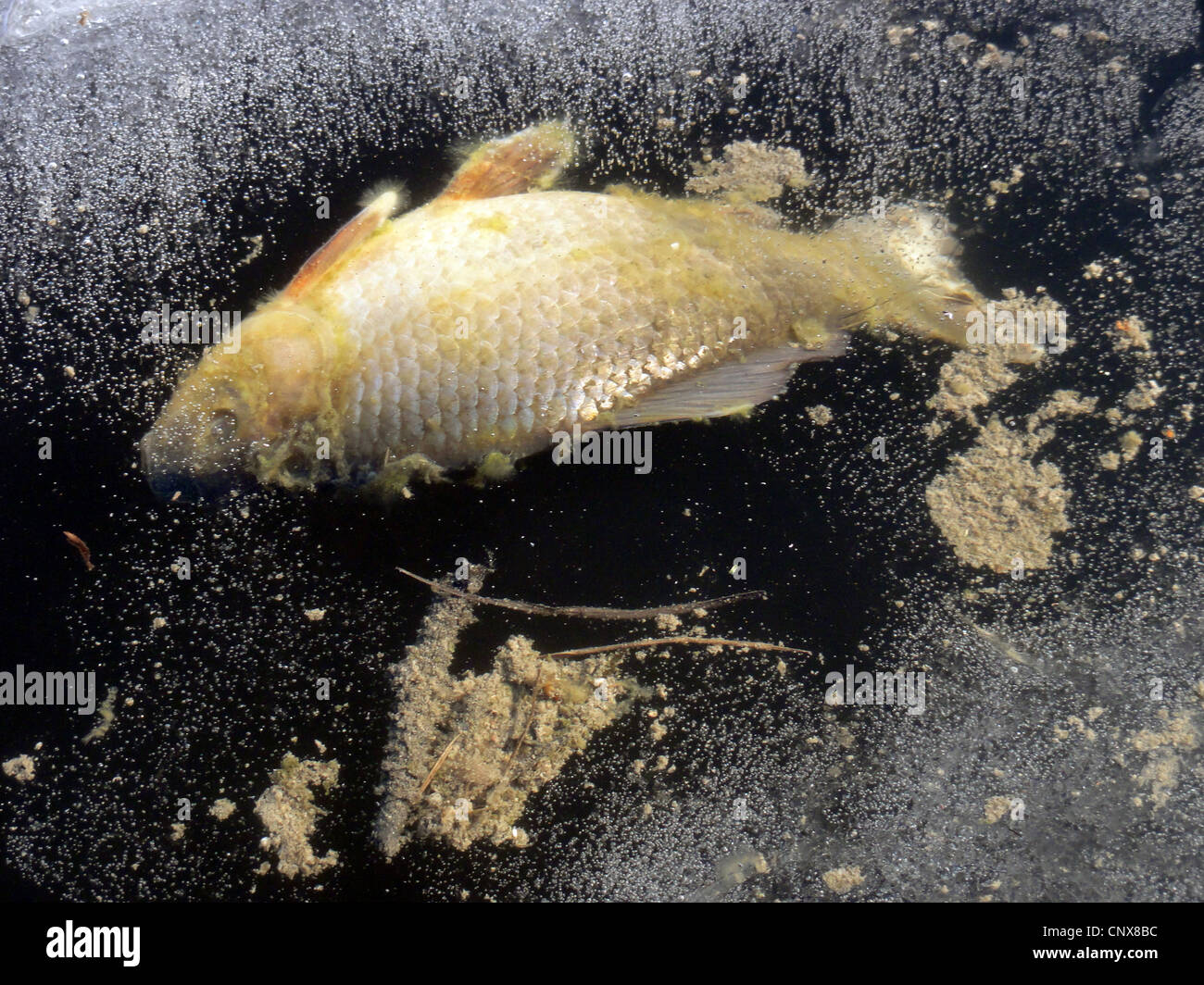 Crucian carp (Carassius carassius), frozen to death in the ice, Norway ...