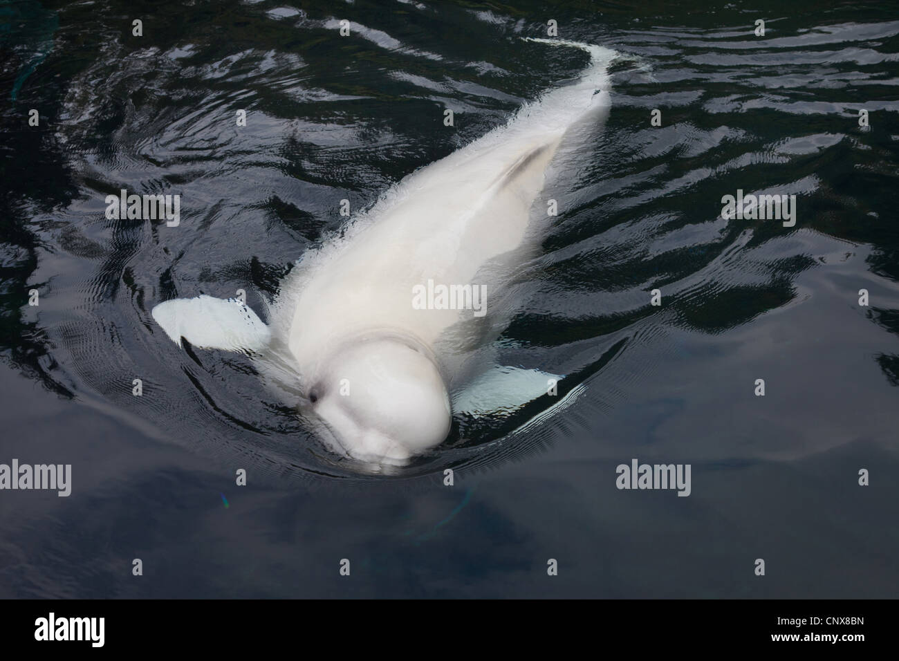 white whale, beluga (Delphinapterus leucas), swimming at the water ...