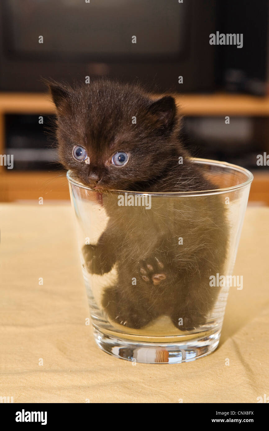 Funny cats with glasses hi-res stock photography and images - Alamy