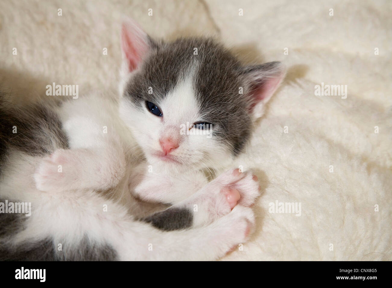 Blinking cat hi-res stock photography and images - Alamy