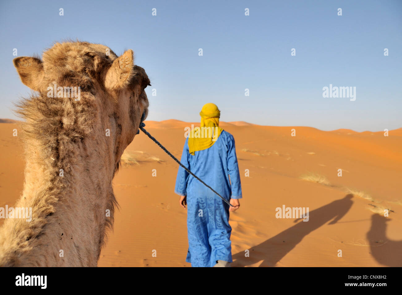 dromedary, one-humped camel (Camelus dromedarius), with camel guide in ...