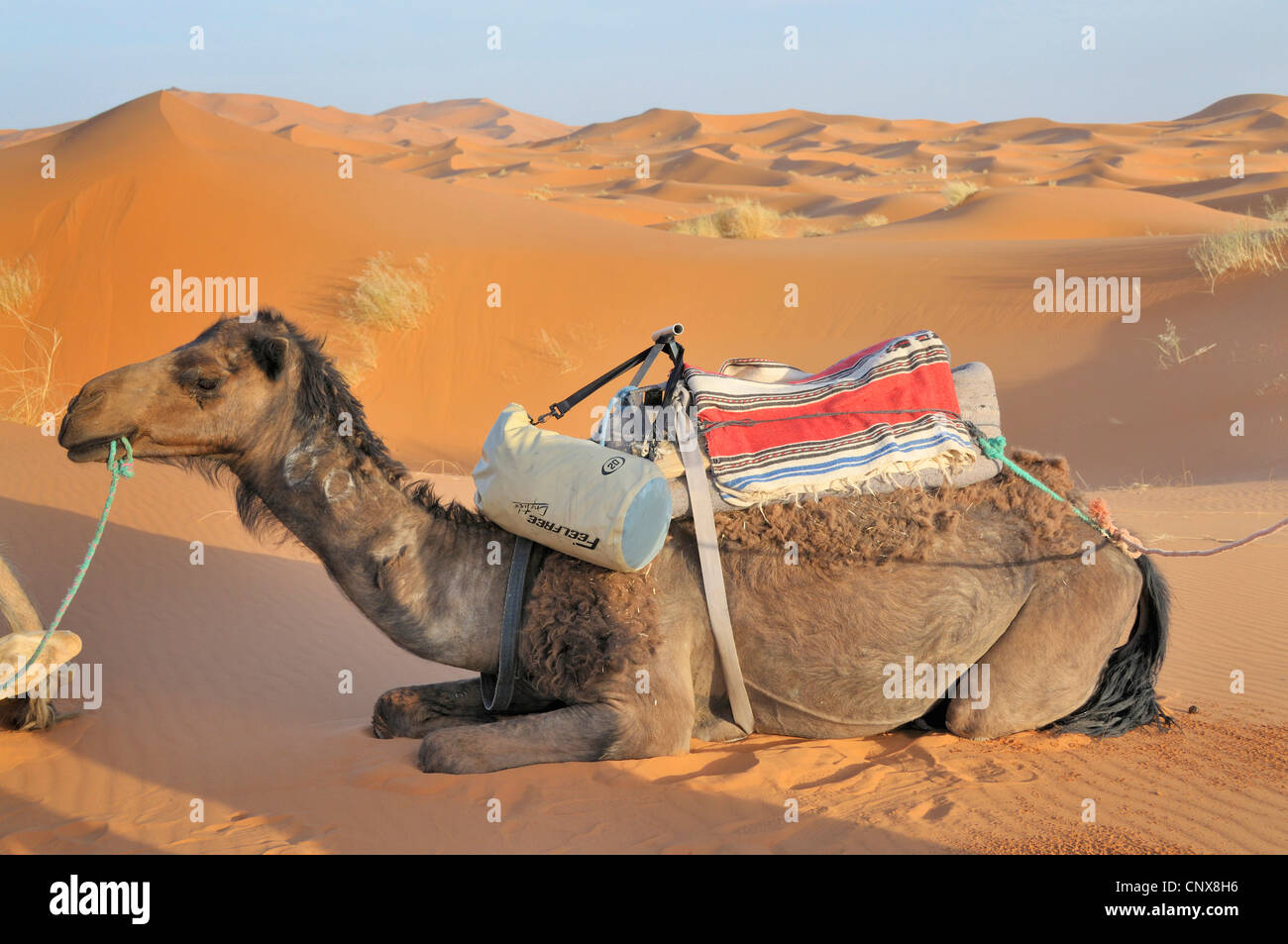 dromedary, one-humped camel (Camelus dromedarius), resting in the desert, Morocco, Erg Chebbi ...
