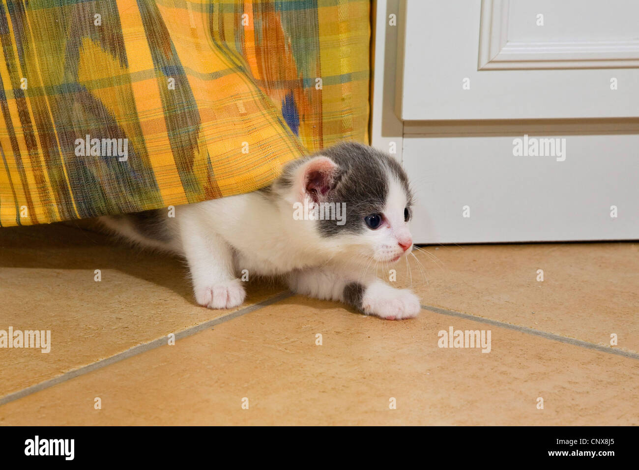 Creeping cat hi-res stock photography and images - Alamy