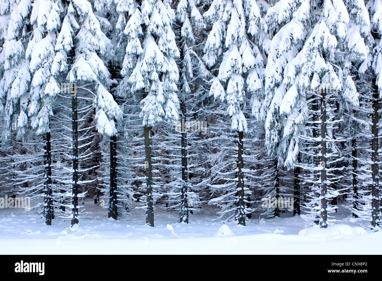 Snowbound picea abies trees hi-res stock photography and images - Alamy