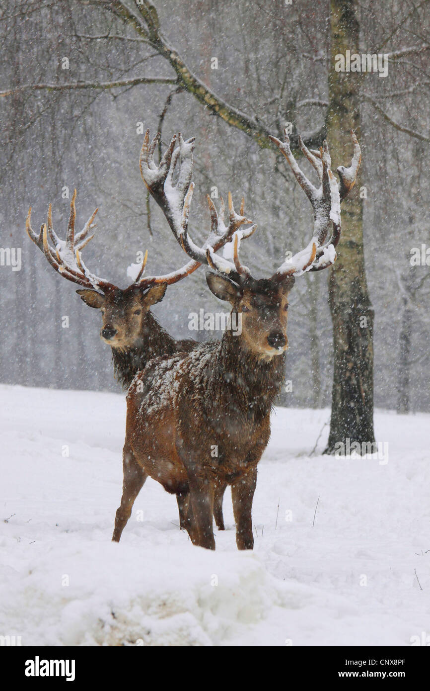 Two bulls in field hi-res stock photography and images - Alamy