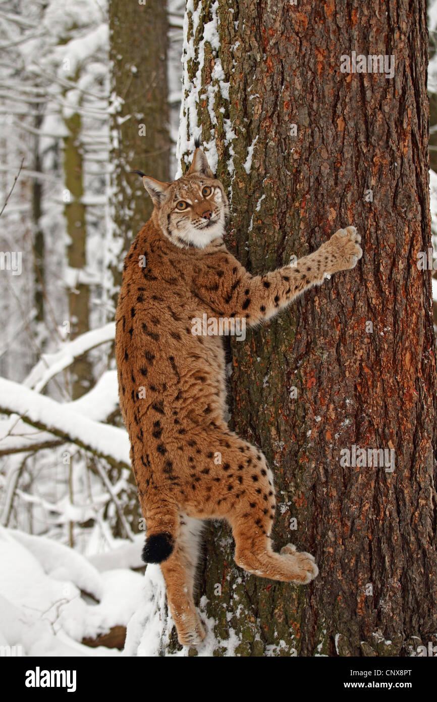 Eurasian lynx (Lynx lynx), climbing up a tree trunk in a snow-covered ...
