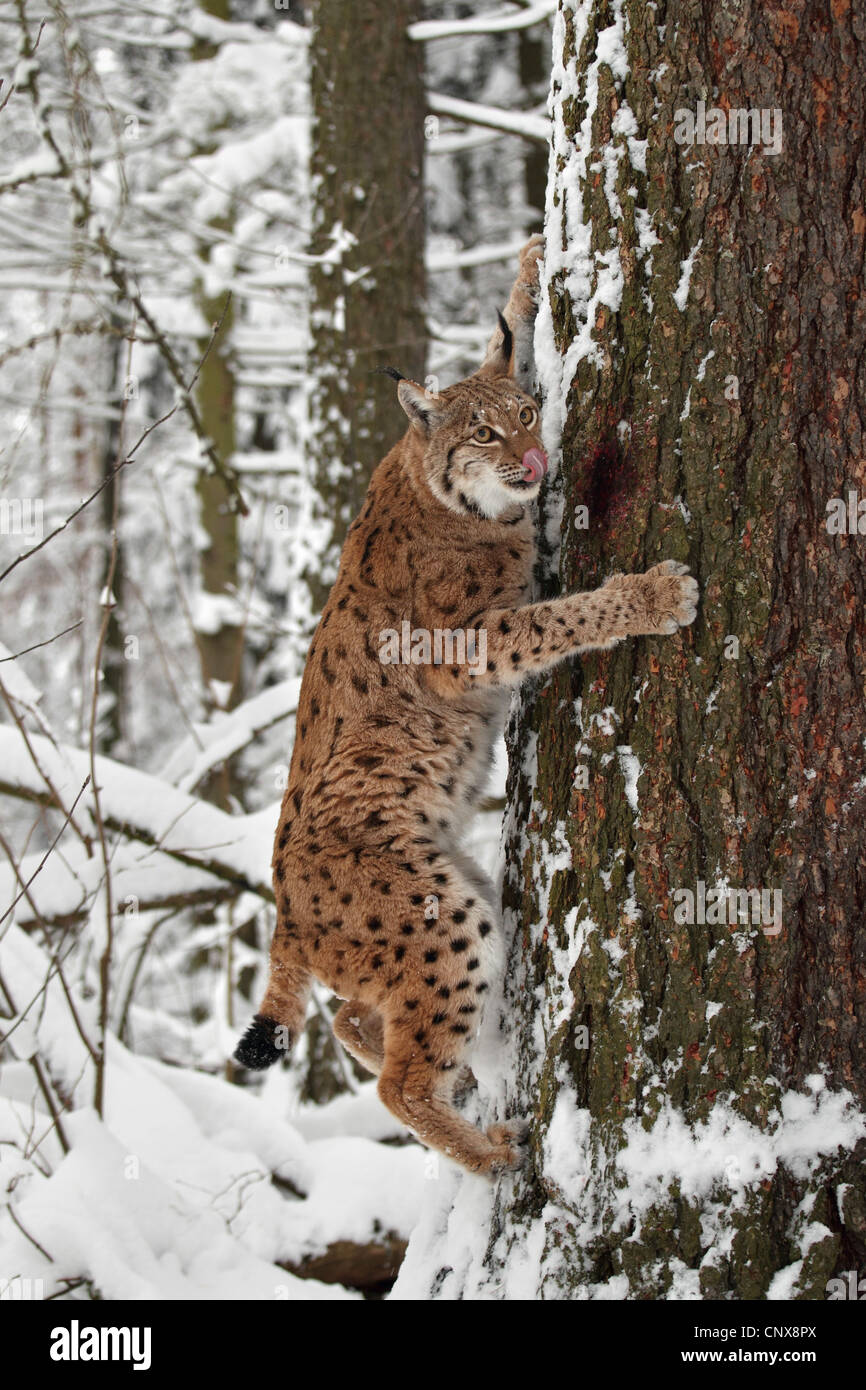 Upright deciduous tree hi-res stock photography and images - Alamy