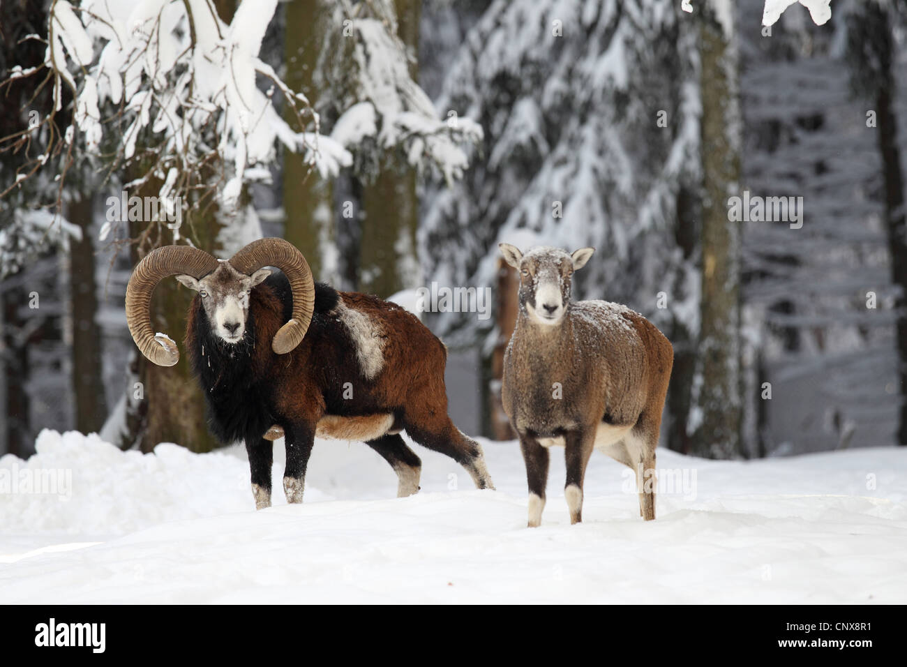 Mouflon (Ovis musimon, Ovis gmelini musimon, Ovis orientalis musimon ...