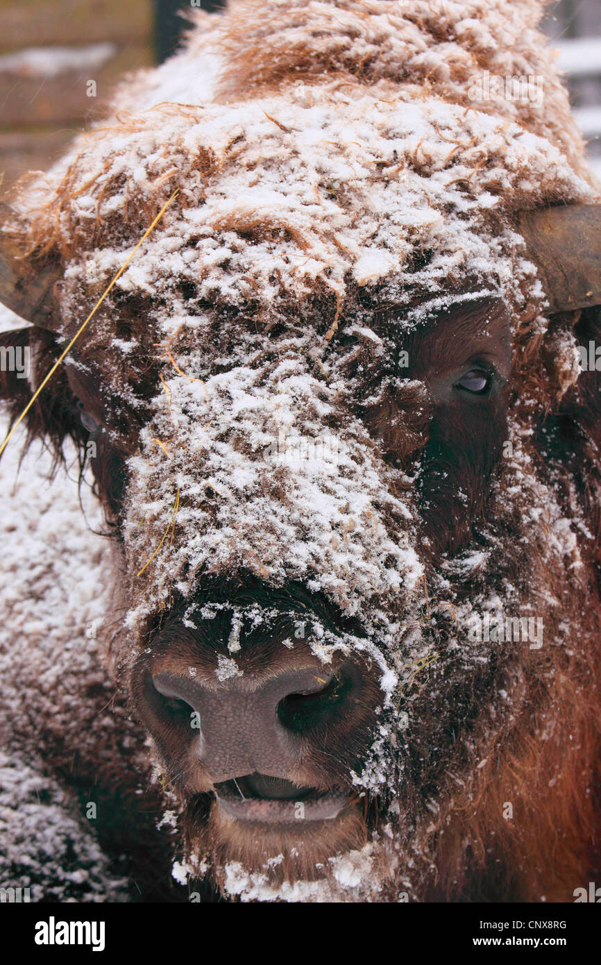 Bison head shot hi-res stock photography and images - Alamy
