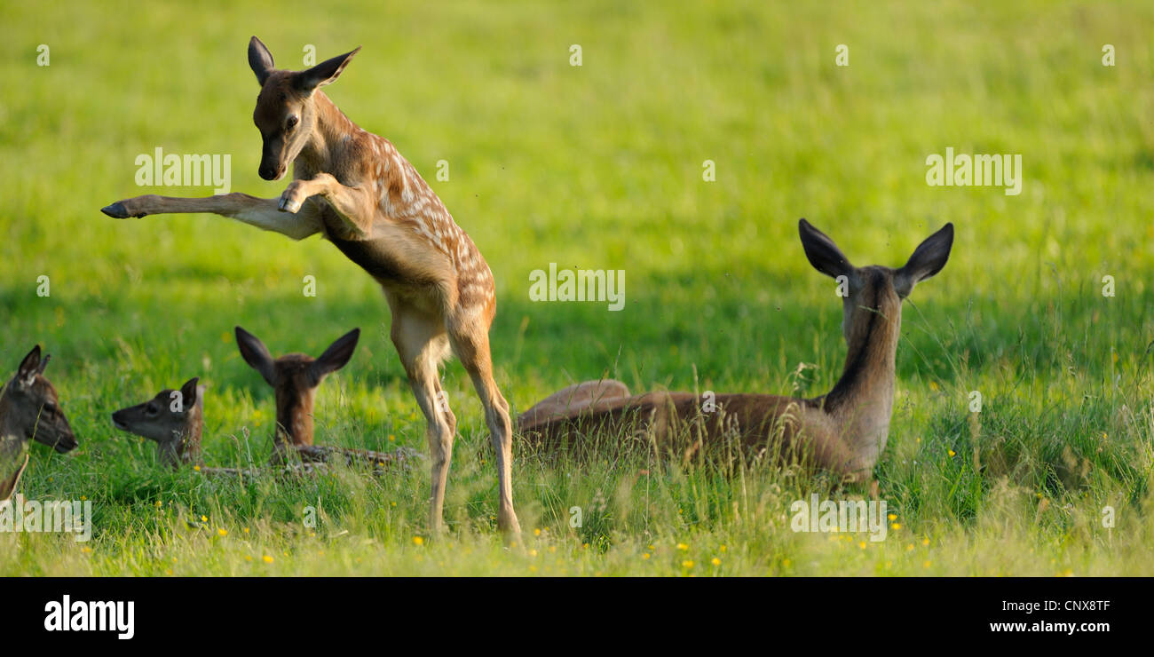 Bouncing deer hi-res stock photography and images - Alamy