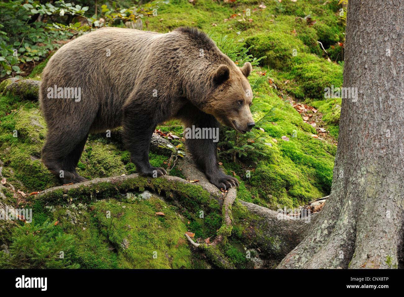 brown bear (Ursus arctos), on a tree root, Germany, Bavaria, Bavarian ...