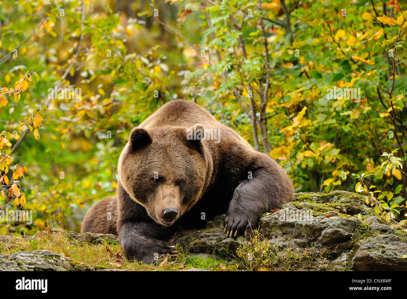 Bear lying down hi-res stock photography and images - Alamy
