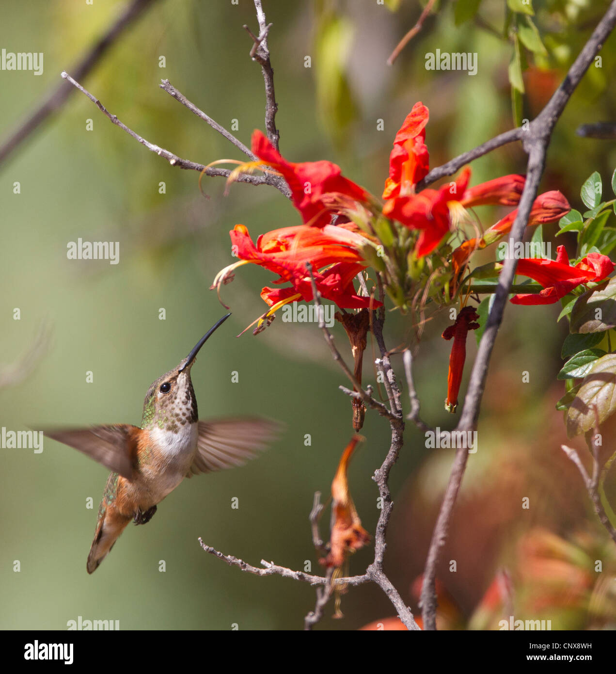 Female allen's hummingbird hi-res stock photography and images - Alamy