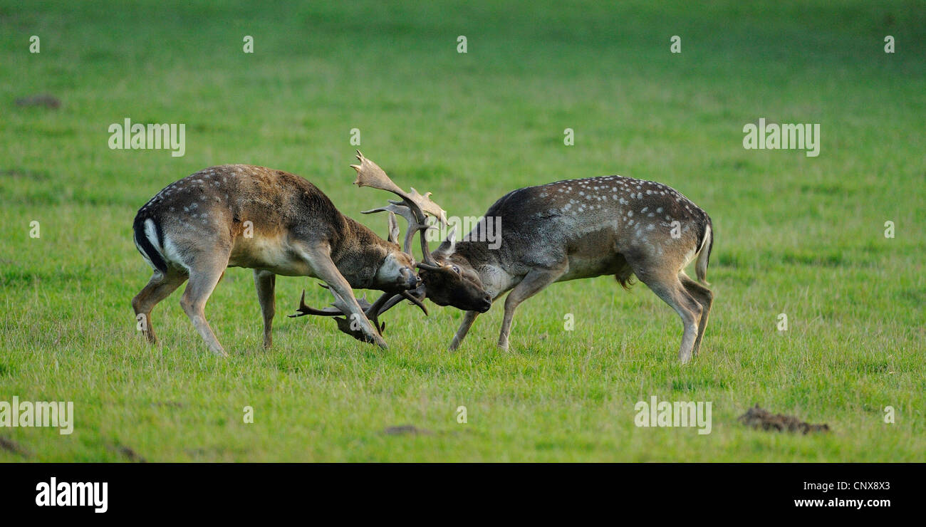 fallow deer (Dama dama, Cervus dama), three bulls fighting on the ...