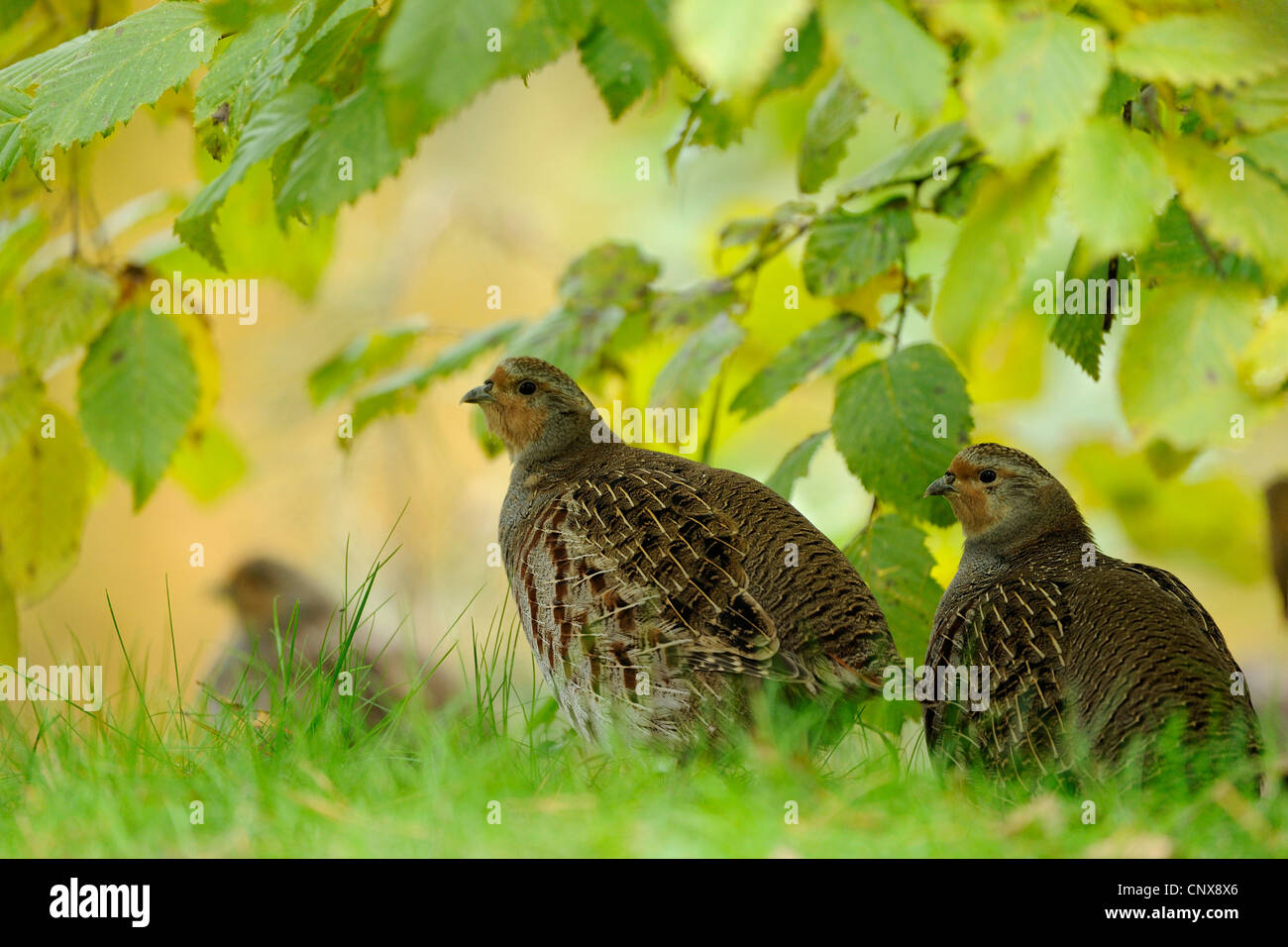 grey partridge (Perdix perdix), at field border, Germany Stock Photo ...
