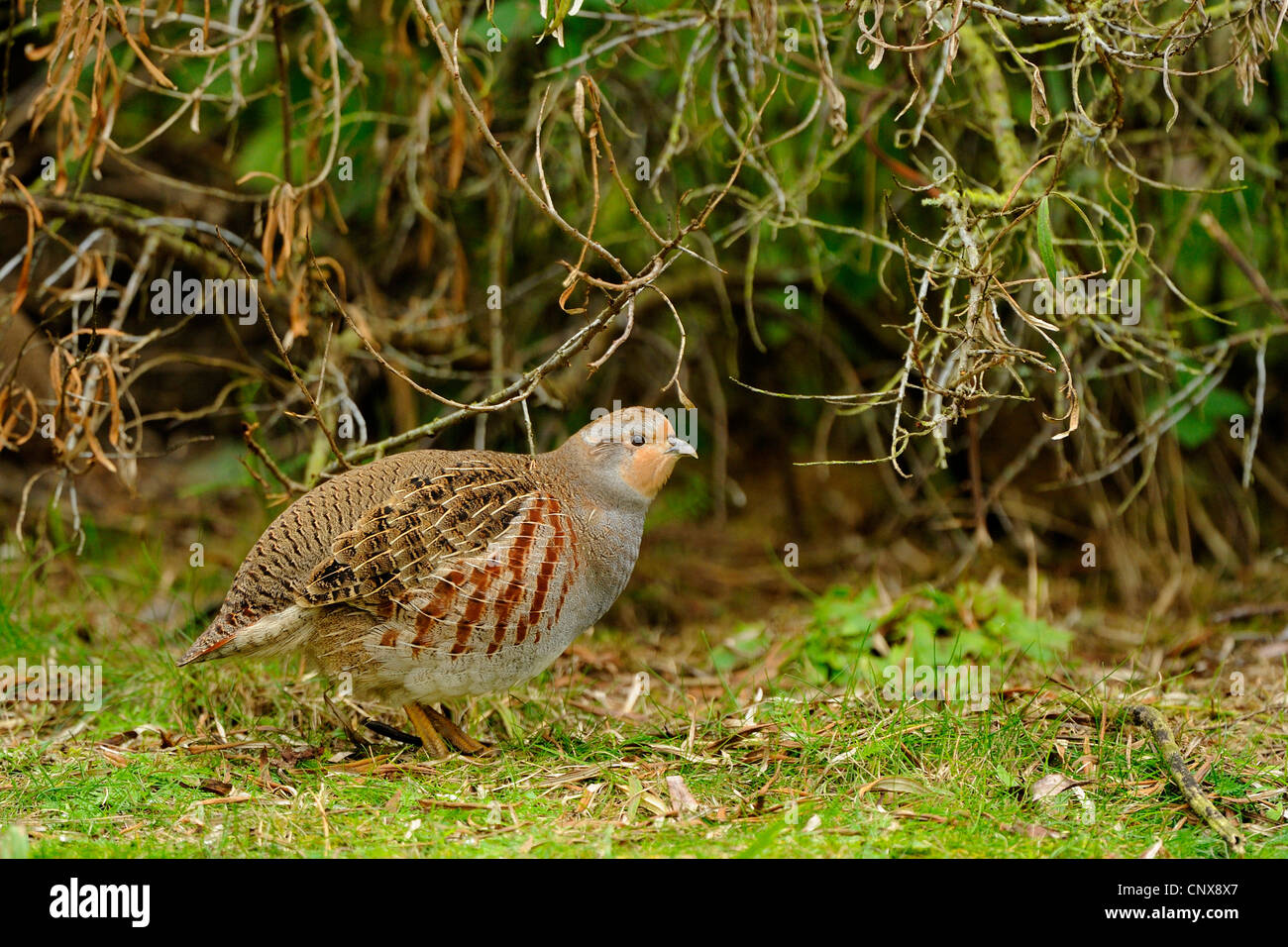 grey partridge (Perdix perdix), at field border, Germany Stock Photo ...