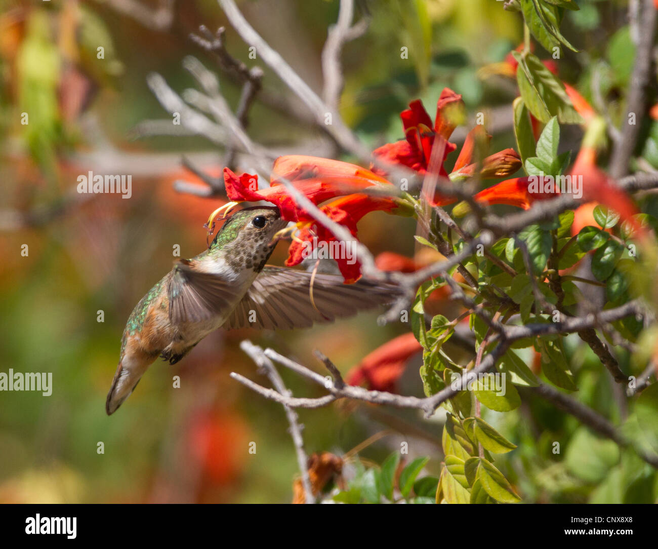 Female allen's hummingbird hi-res stock photography and images - Alamy