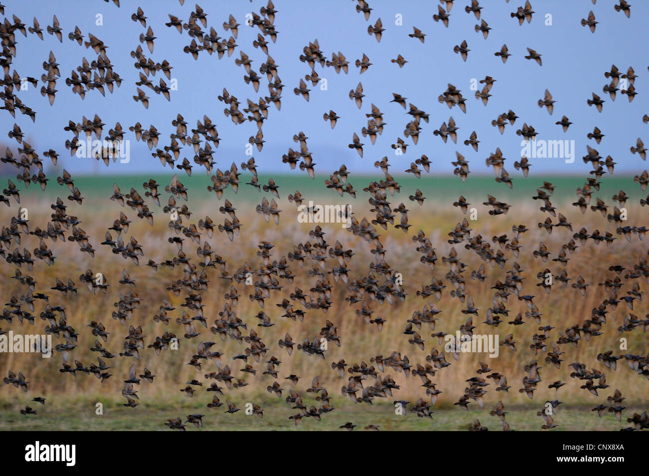 Common starling autumn migration hi-res stock photography and images ...