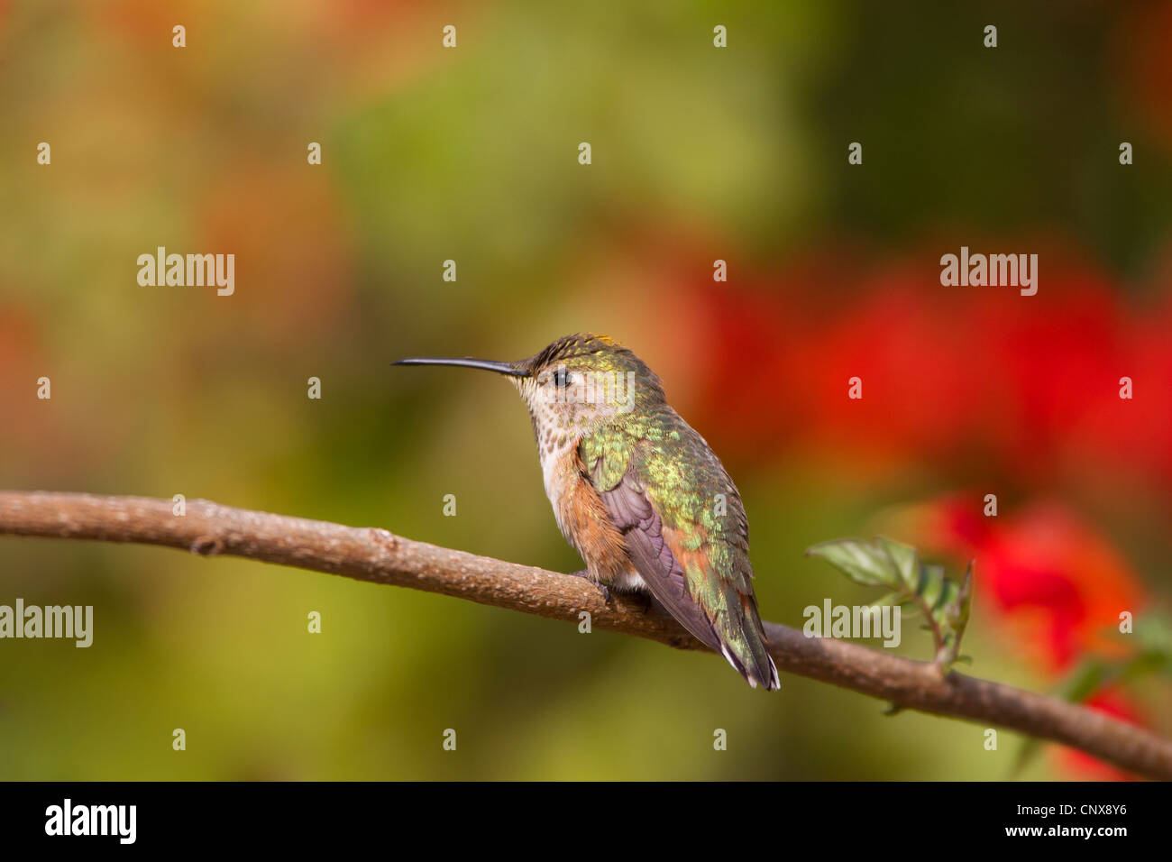 Female allen's hummingbird hi-res stock photography and images - Alamy