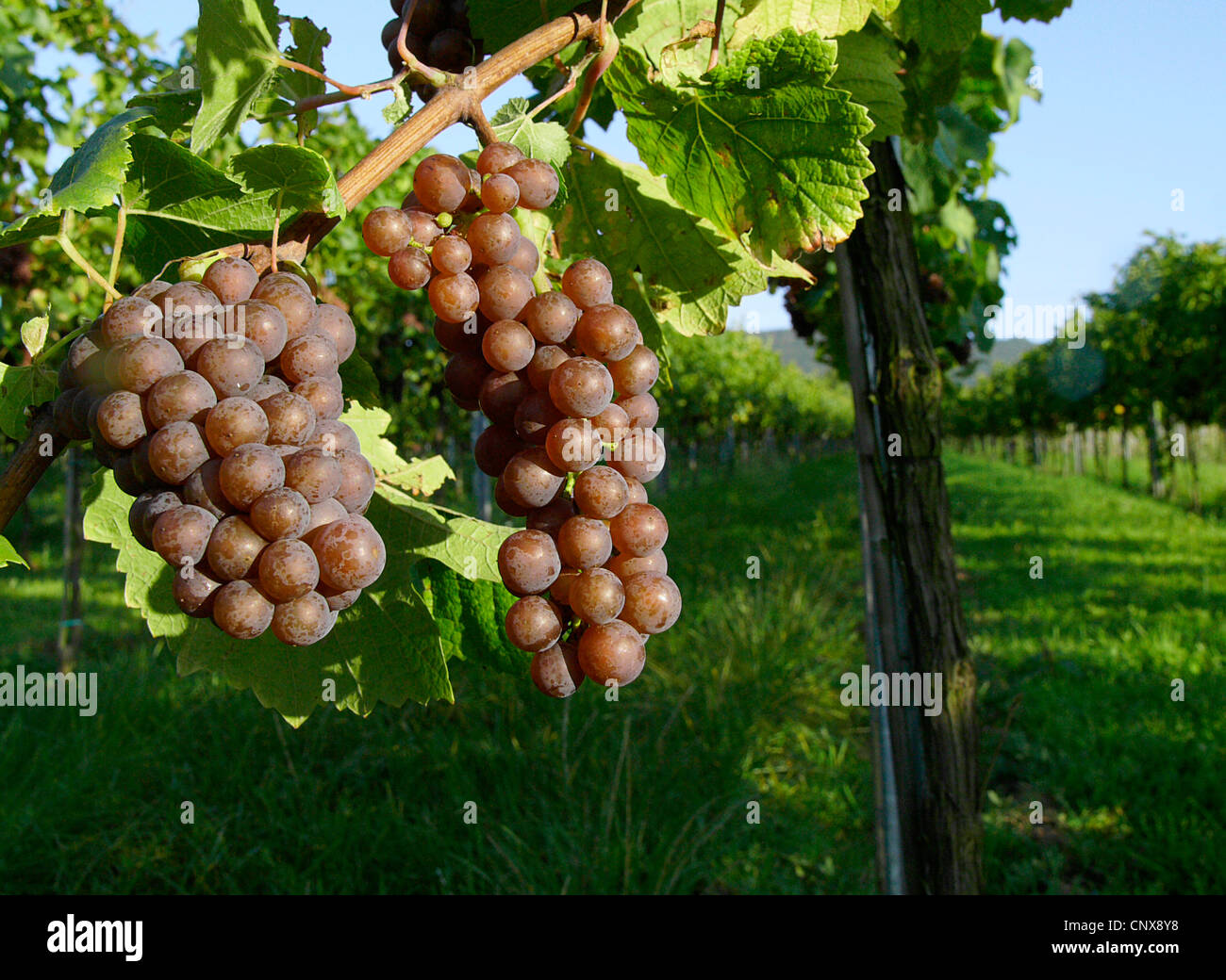Germany rows of vines in a vineyard in a hi-res stock photography and ...