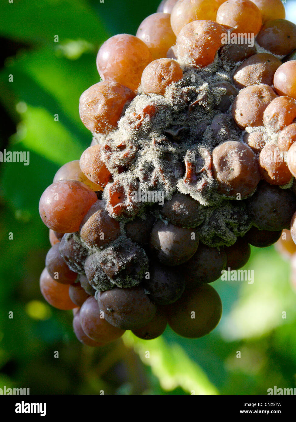 Grape diseases hi-res stock photography and images - Alamy