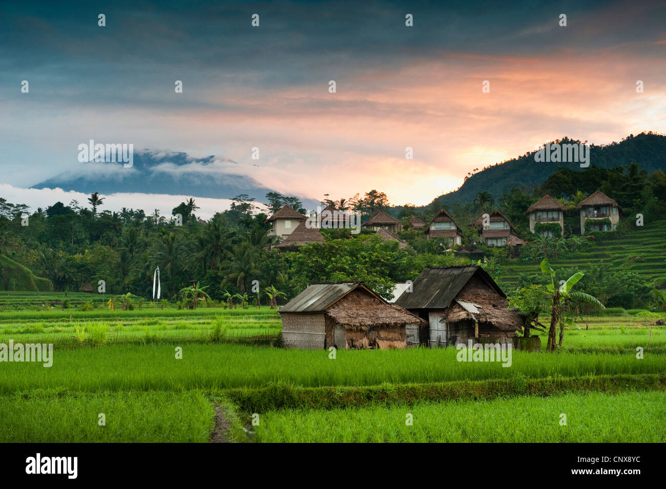 Dawn in the rice fields of the Sidemen Valley of Bali, Indonesia ...