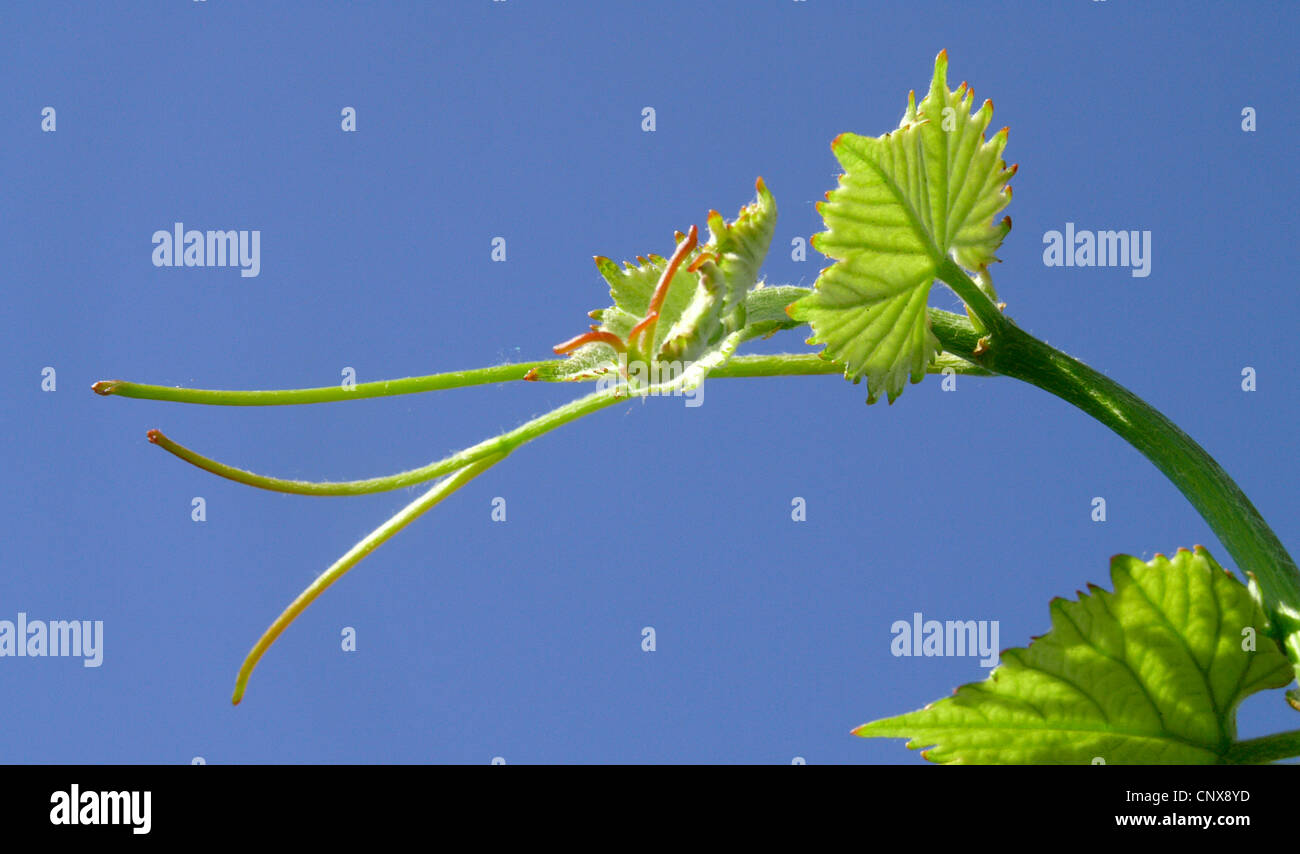 grape-vine, vine (Vitis vinifera), tendril of a vine plant. NOT ...