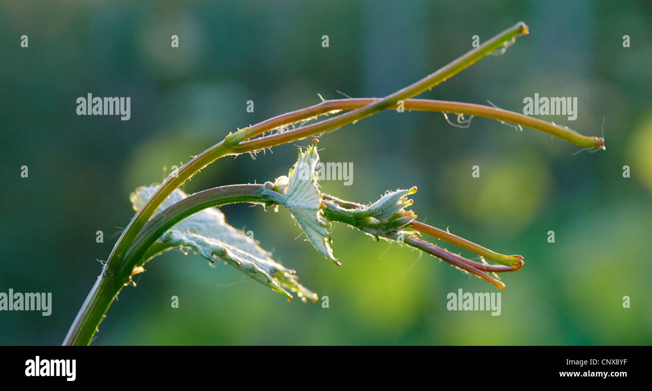 grape-vine, vine (Vitis vinifera), tendril of a vine plant. NOT ...