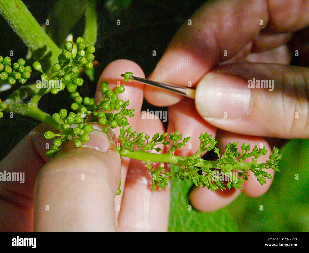 Scientist pollinating inflorescence vine plant hi-res stock photography ...