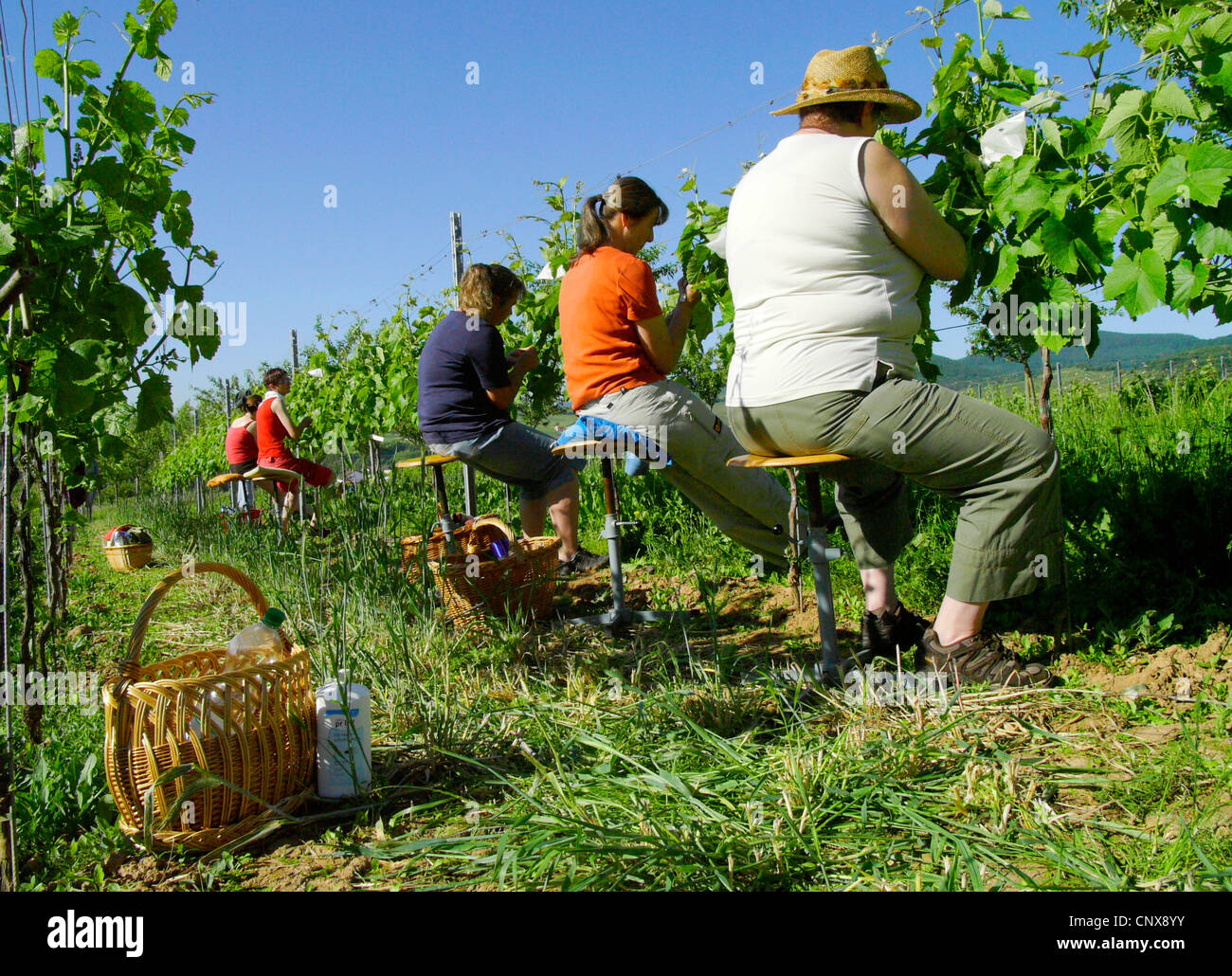 Castrate hi-res stock photography and images - Alamy