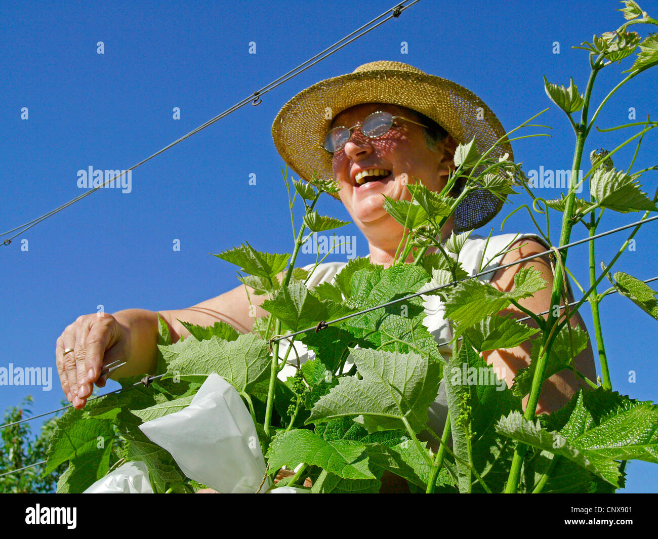 Castrate hi-res stock photography and images - Alamy