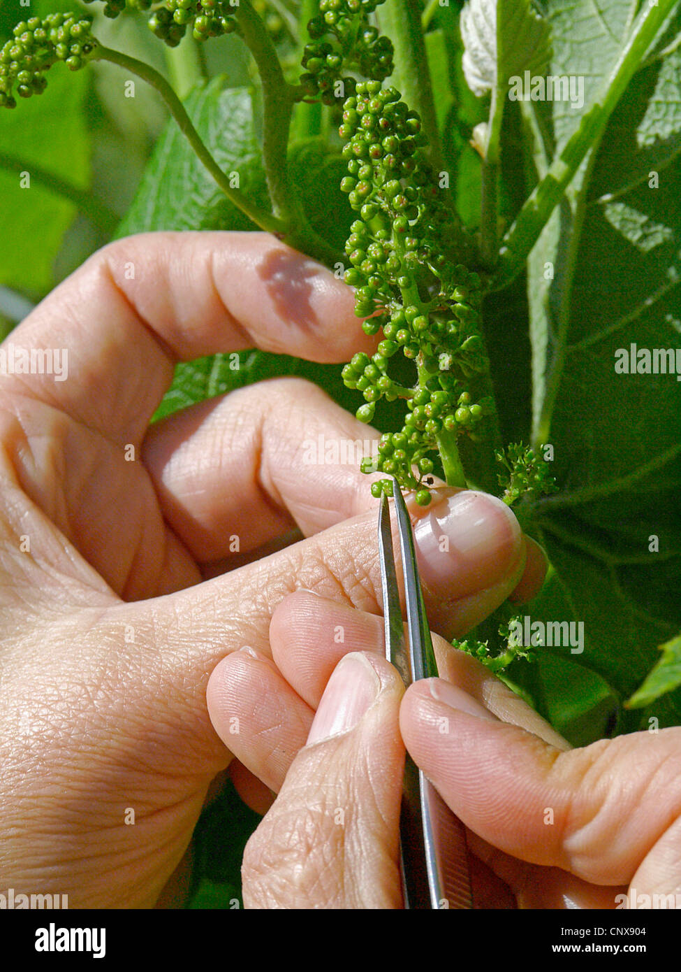 scientist pollinating an inflorescence of a vine plant. NOT AVAILABLE ...