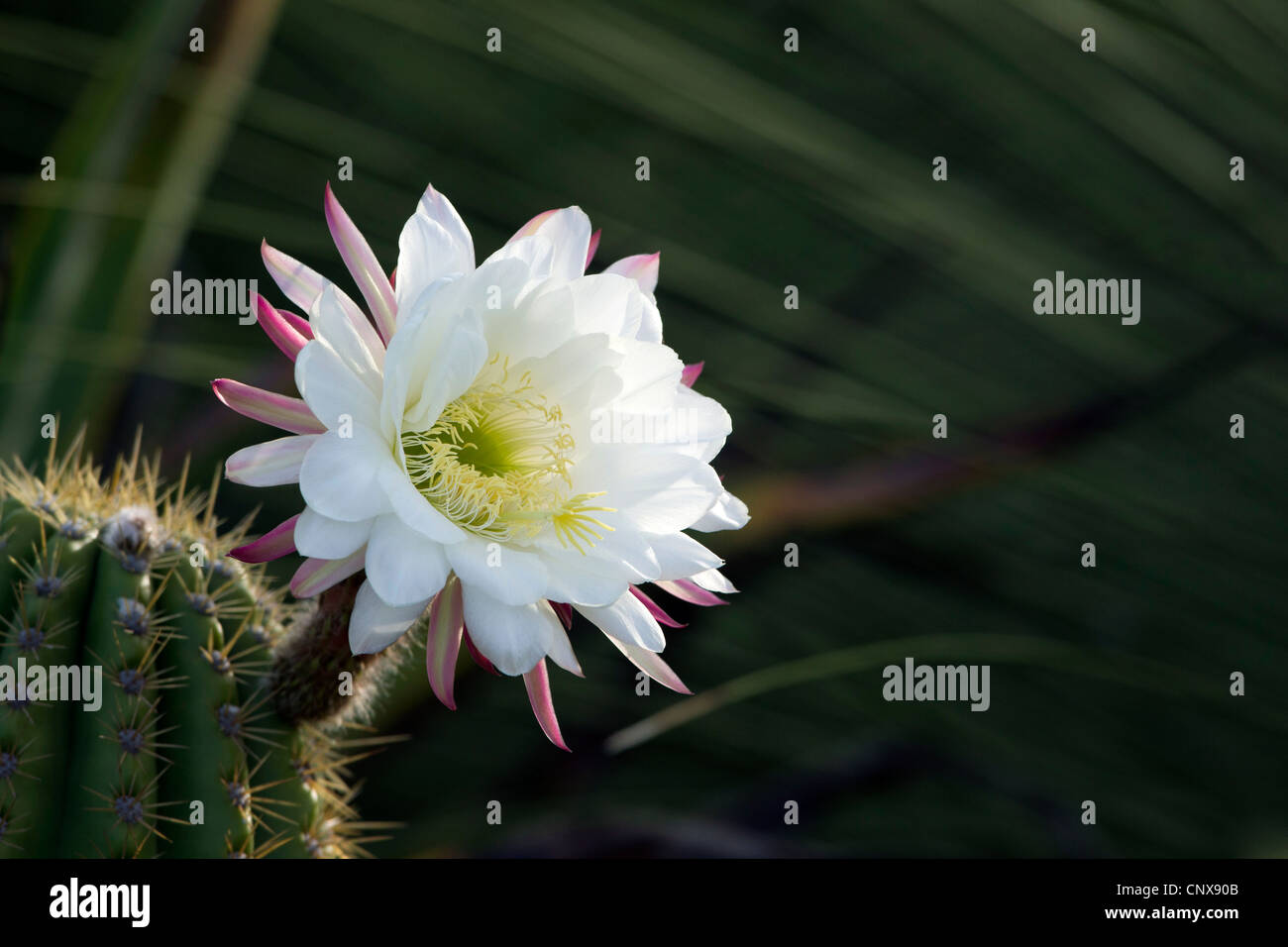 Flower Flower High Resolution Stock Photography and Images - Alamy