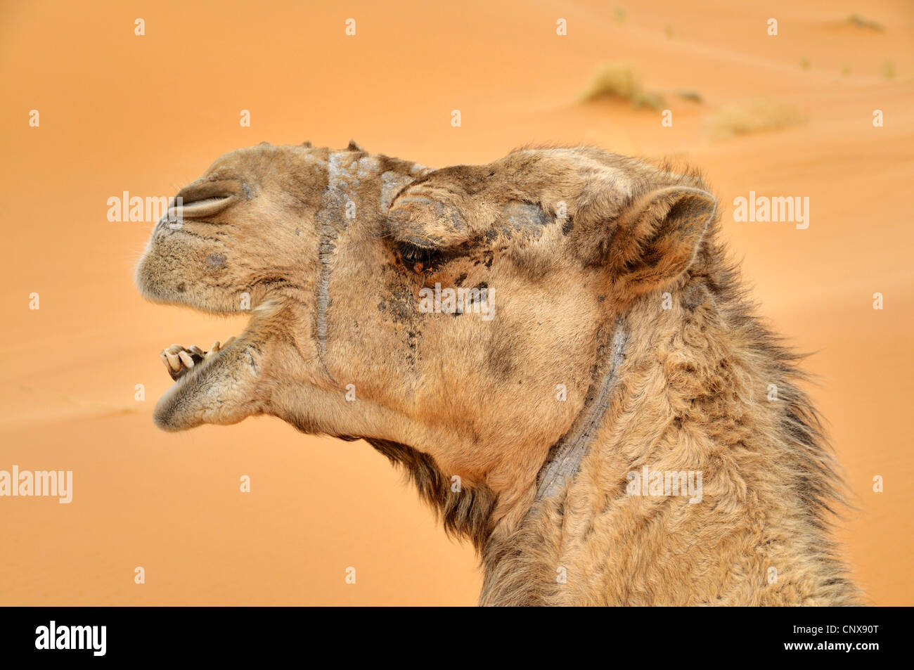 dromedary, one-humped camel (Camelus dromedarius), portrait, Morocco ...