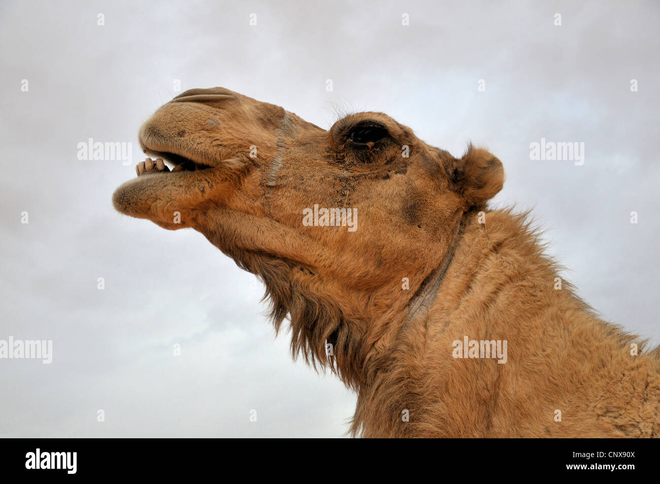 dromedary, one-humped camel (Camelus dromedarius), portrait, Morocco ...