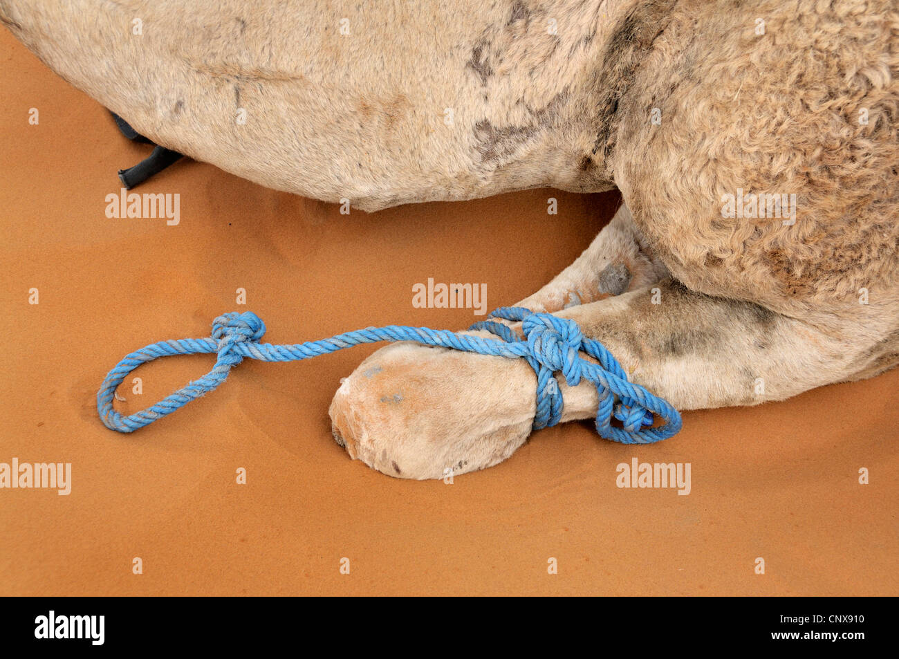 Camel leg legs hi-res stock photography and images - Alamy
