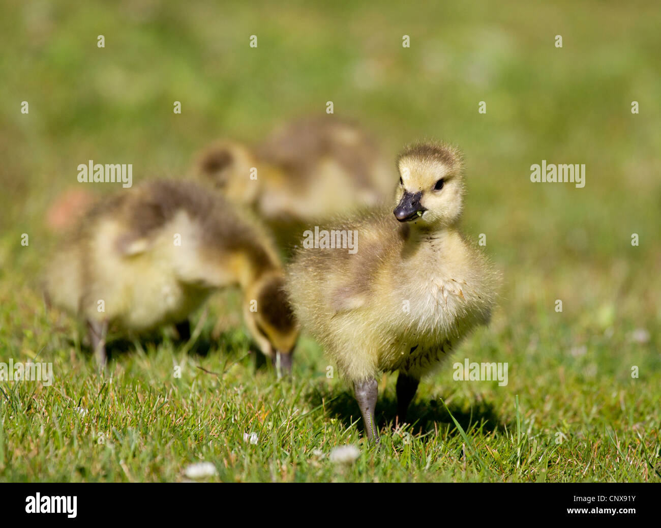 Canada Goose Gosling Stock Photo - Alamy