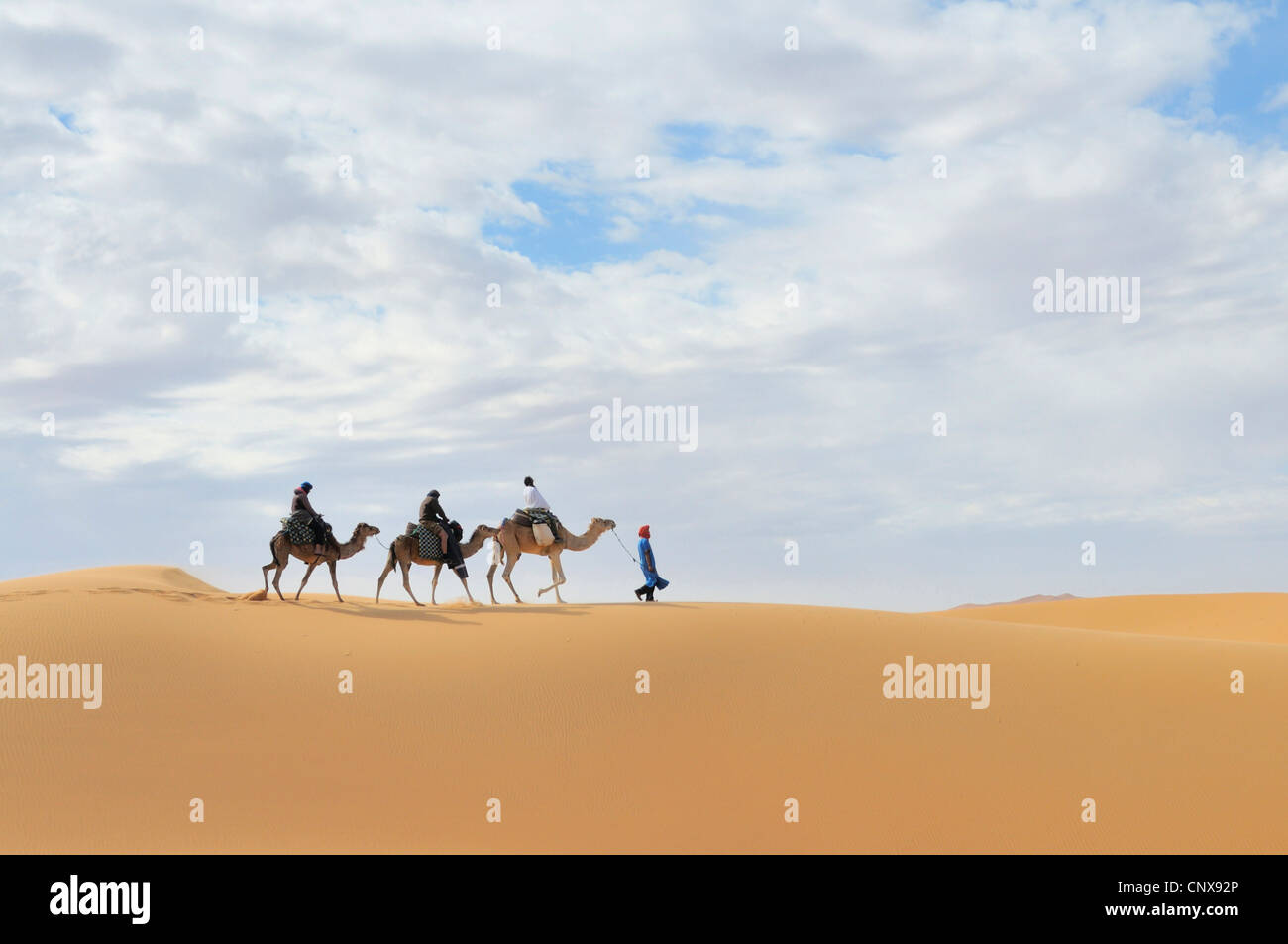 dromedary, one-humped camel (Camelus dromedarius), caravan in the ...