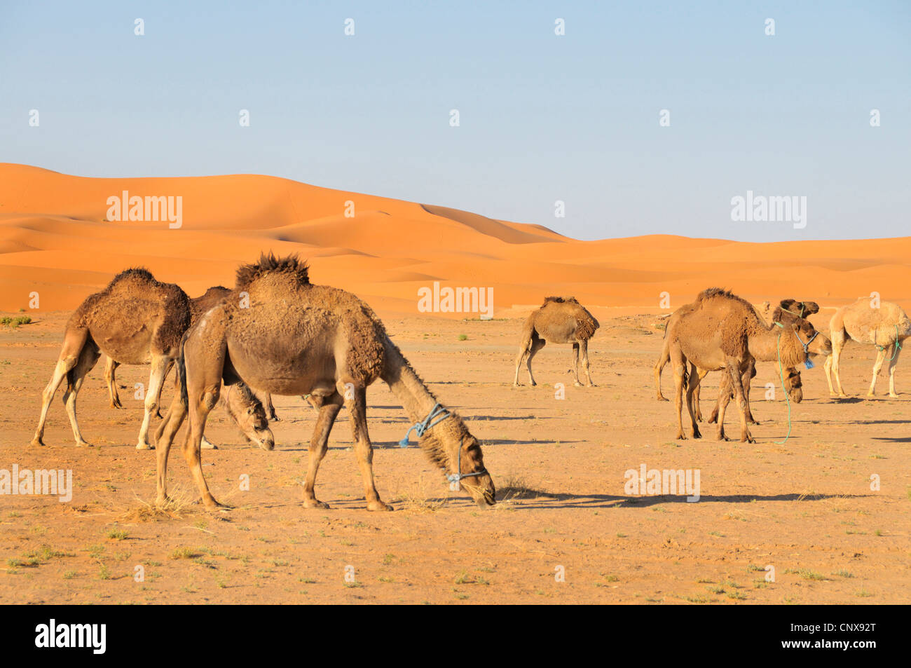 Group searching food in the desert hi-res stock photography and images ...