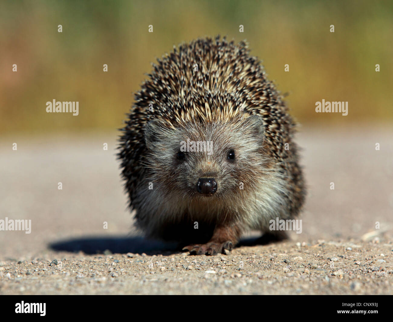 Northern white breasted hedgehogs hi-res stock photography and images ...