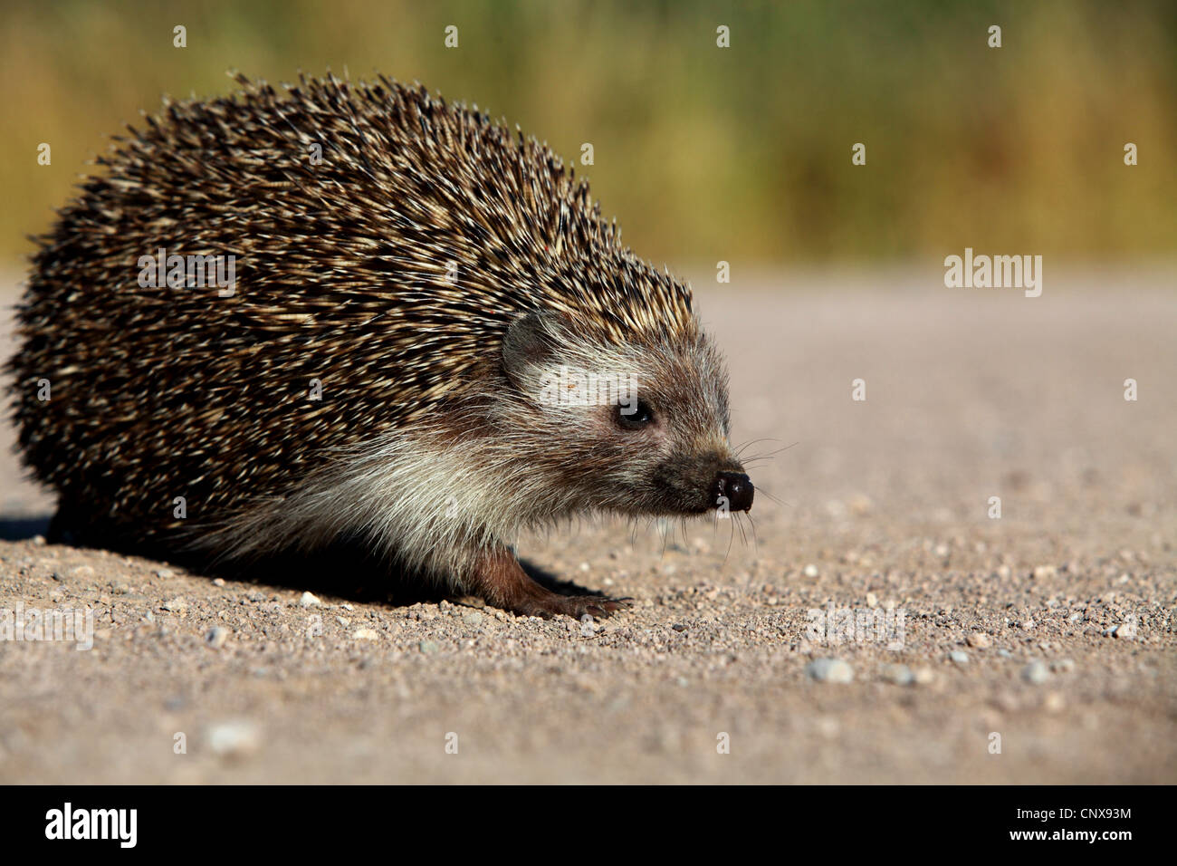 Northern White-breasted Hedgehog, East European Hedgehog, White-bellied ...