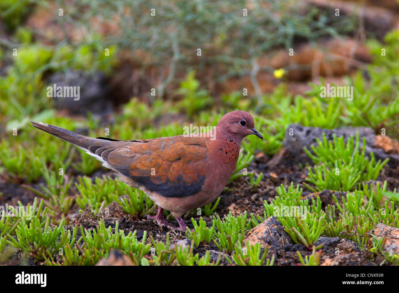 laughing dove (Streptopelia senegalensis), sitting on the ground ...